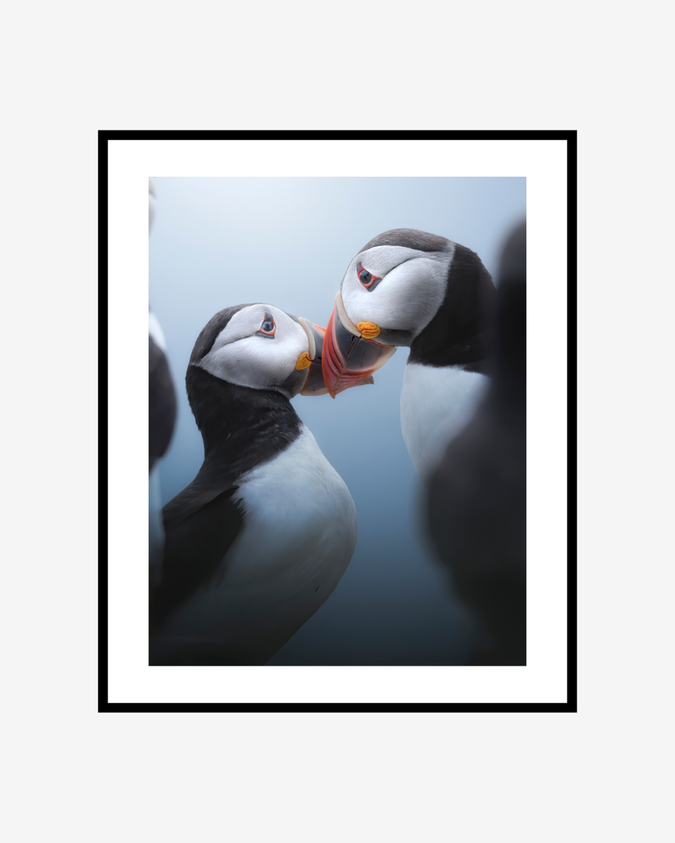 LOVE - Posters and Prints Animals Puffin – bymichelebavassano