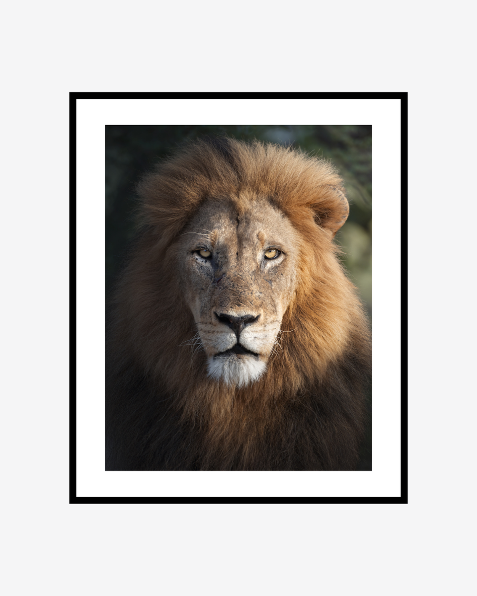 PANTHERA LEO - Poster e Stampe Animali Leoni - byMicheleBavassano ...