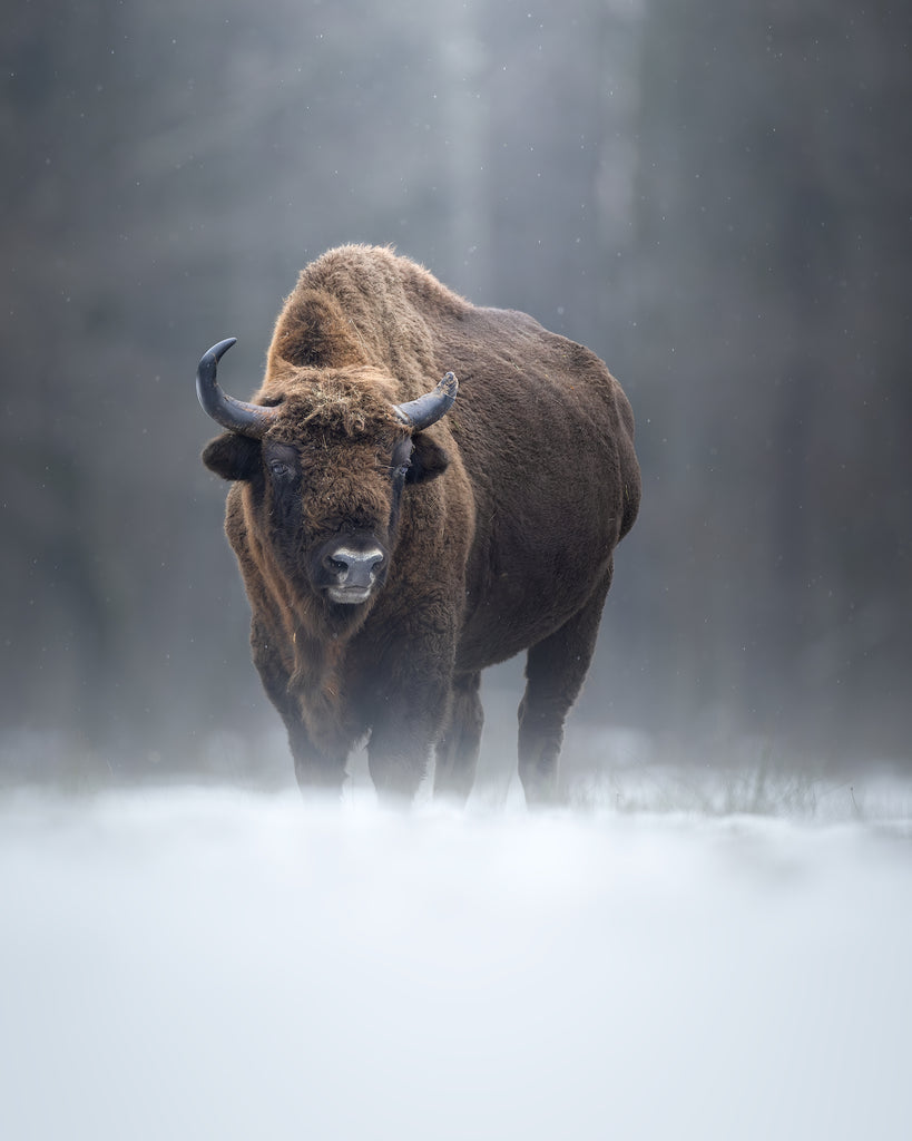 Prints Shop | Poster & Canvas – bymichelebavassano