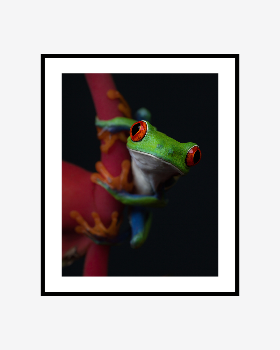 CURIOUS FROG - Posters and Prints Animals Frog - byMicheleBavassano ...