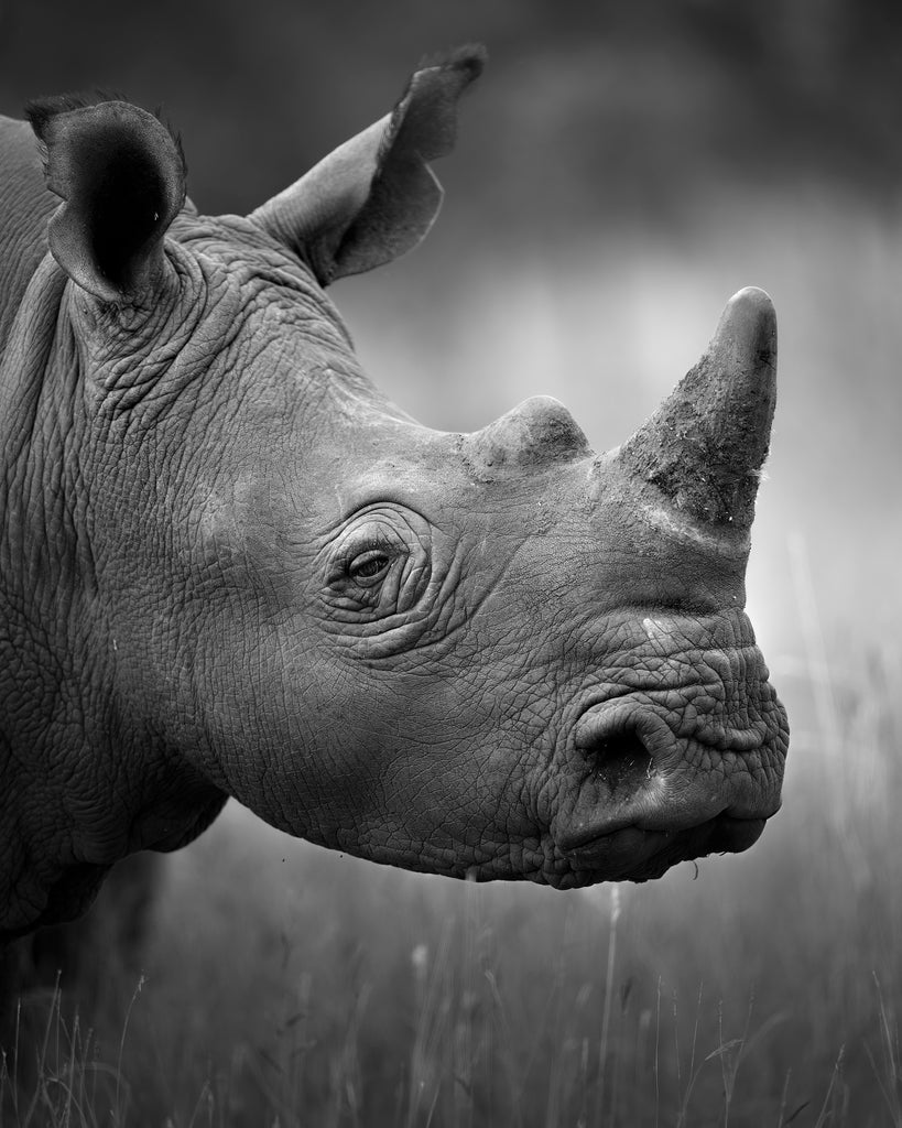 Prints Shop | Poster & Canvas – bymichelebavassano