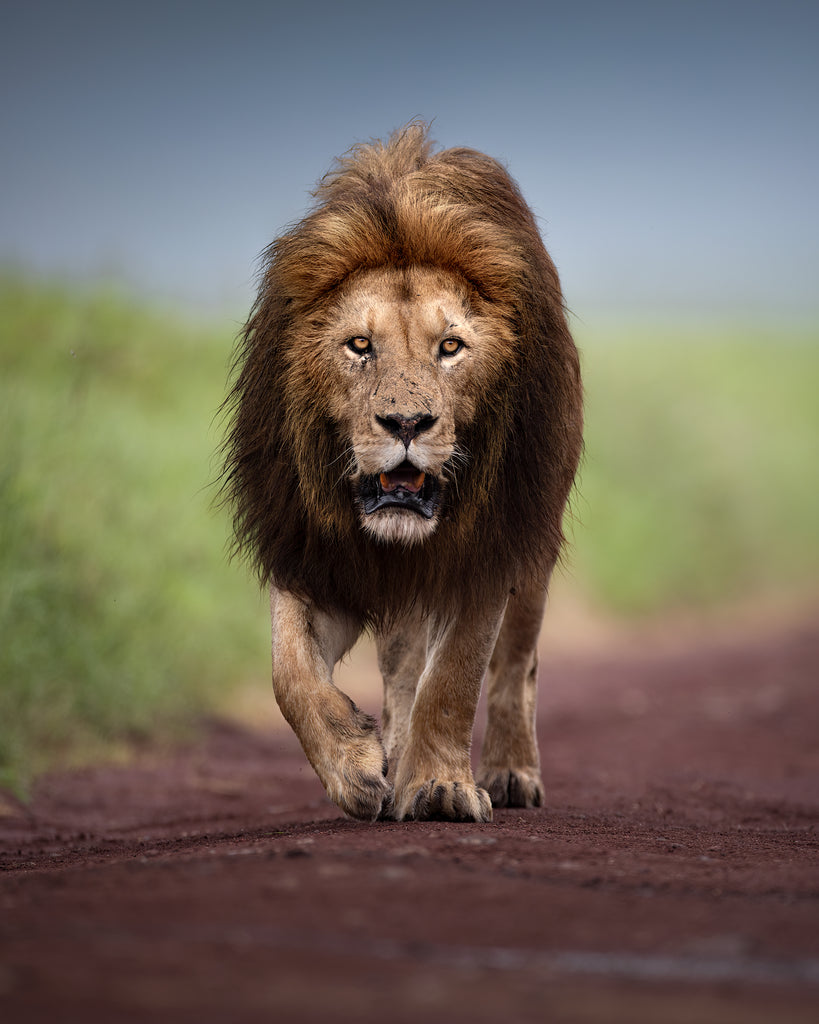 Prints Shop | Poster & Canvas – bymichelebavassano