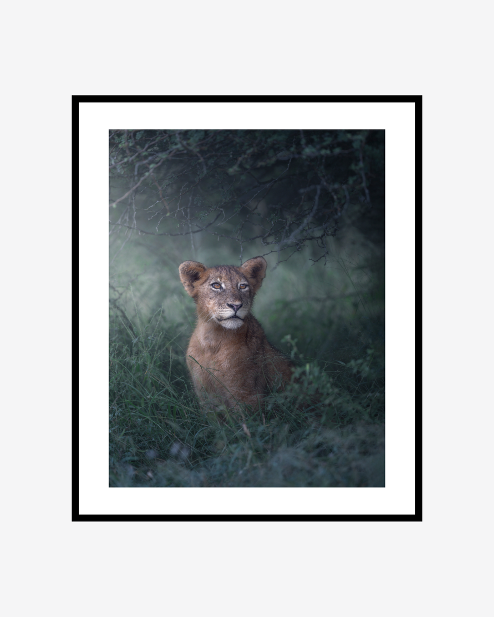 SIMBA - Posters and Prints Animals Lions- byMicheleBavassano ...