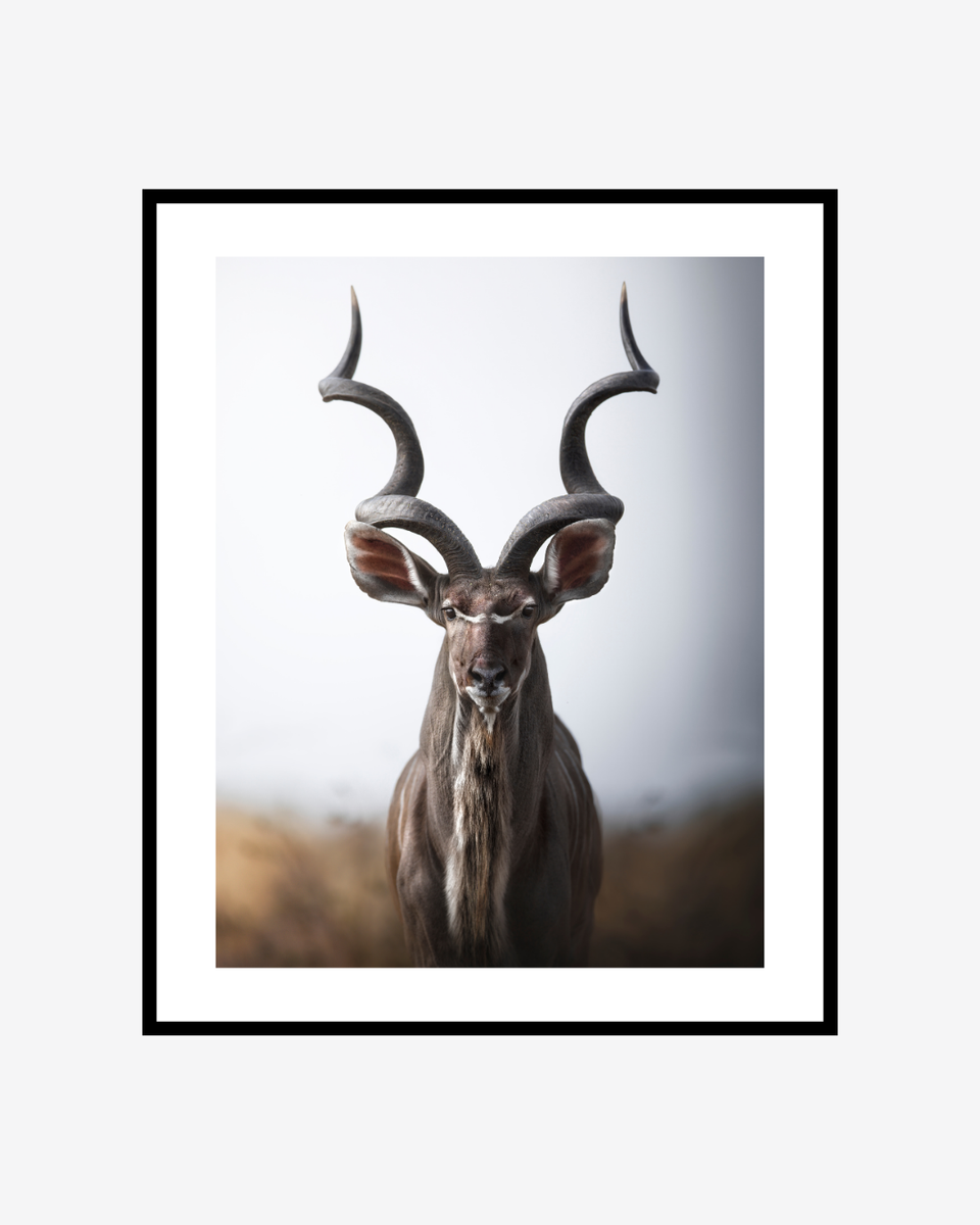 KUDU - Animal Posters and Prints Kudu - byMicheleBavassano ...