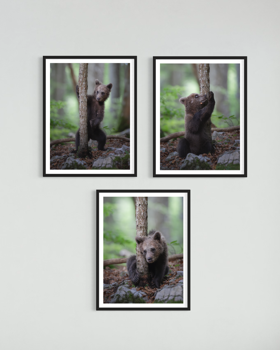 DANCING CUB SET - Posters and Animal Prints Set - byMicheleBavassano ...