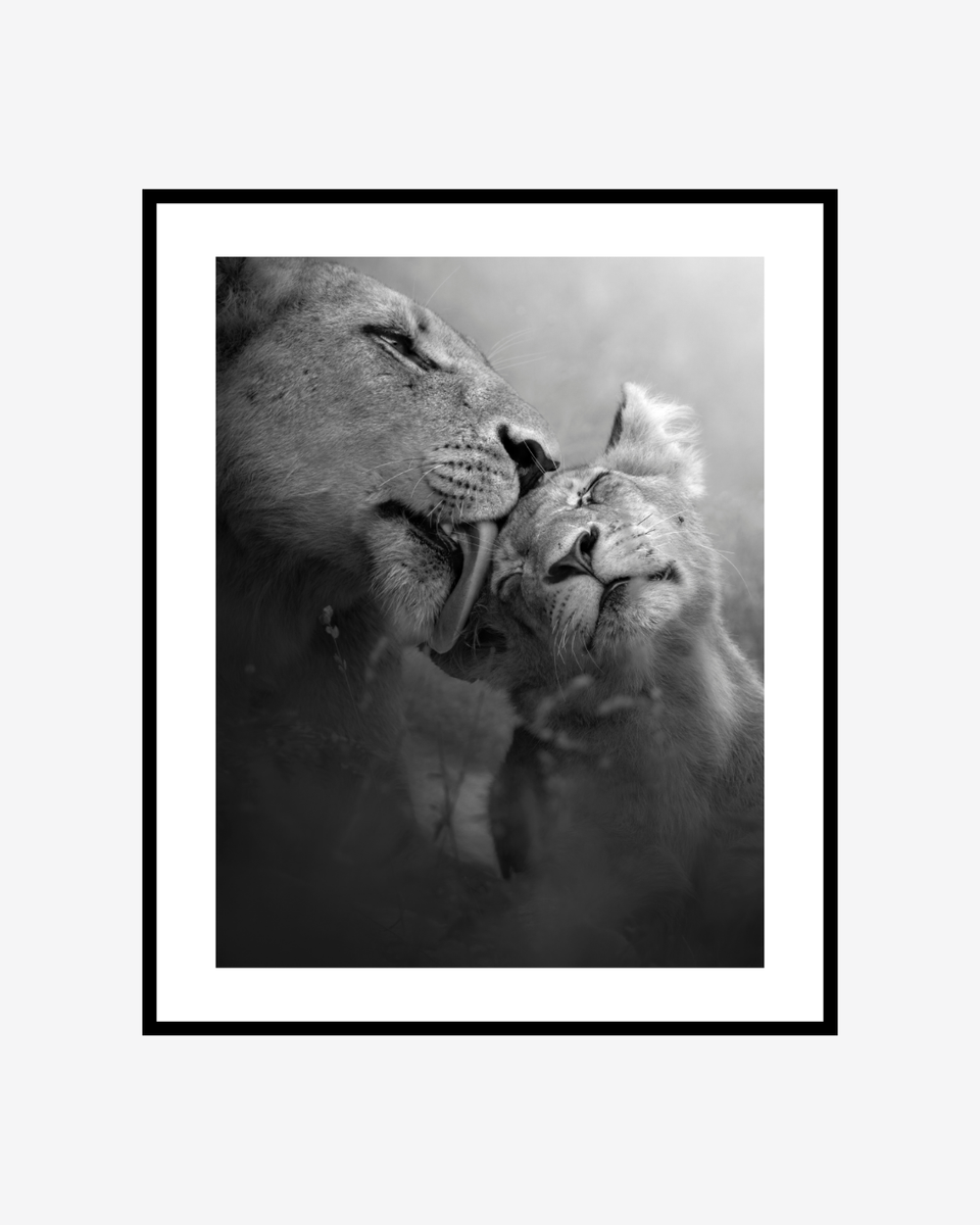 MATERNAL CARE - Poster e Stampe Animali Leoni in Bianco e Nero ...
