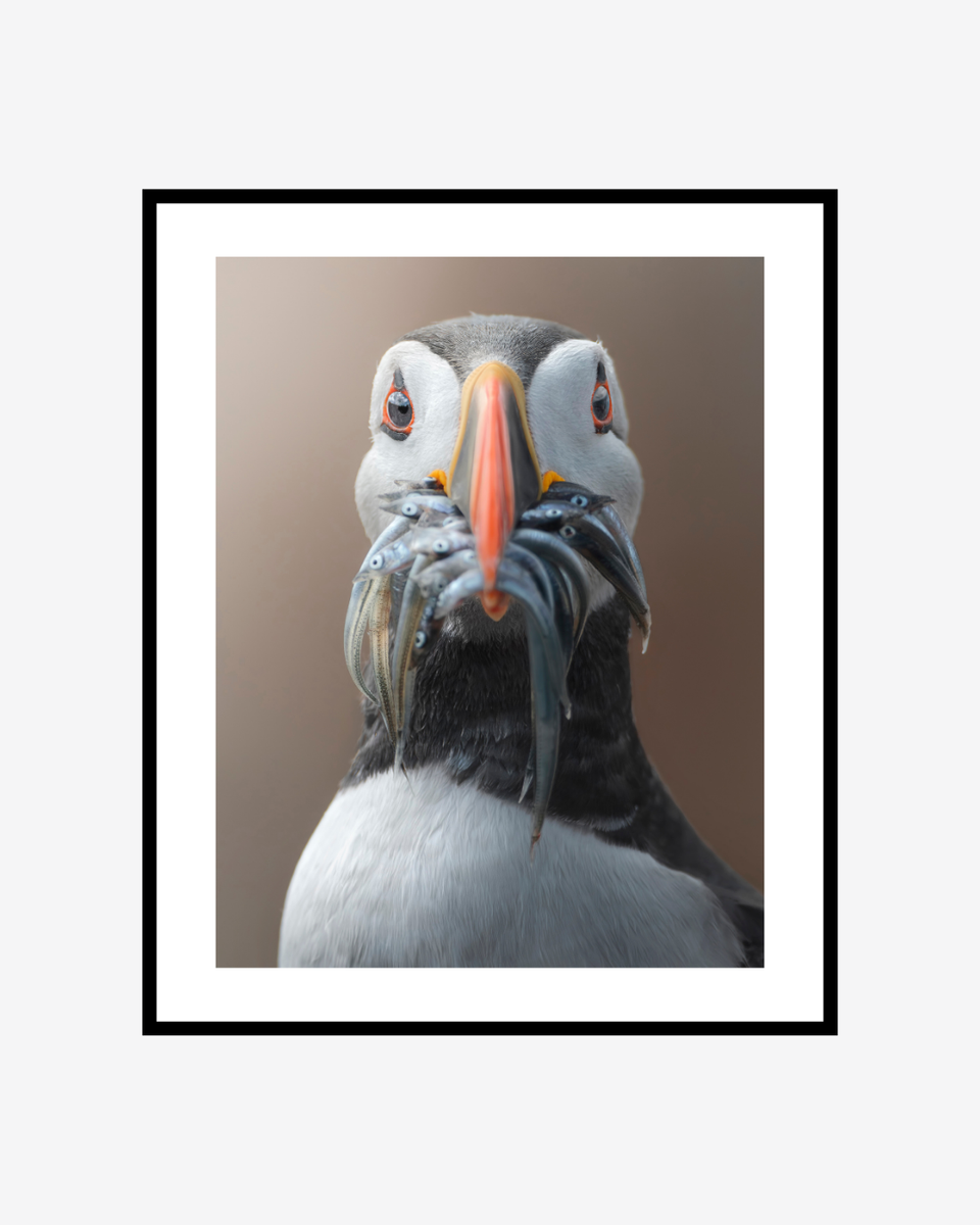PUFFIN - Posters and Prints Animals Puffin – bymichelebavassano